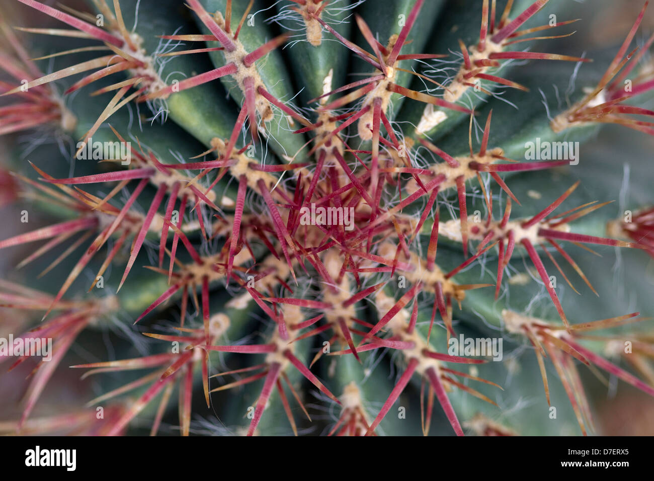 Ferocactus viridescens Rare Barrel Cactus Close up Stock Photo - Alamy