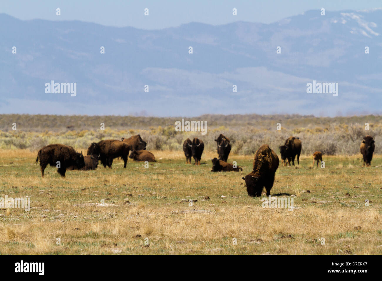 Buffalo ranch on Midwest Stock Photo - Alamy