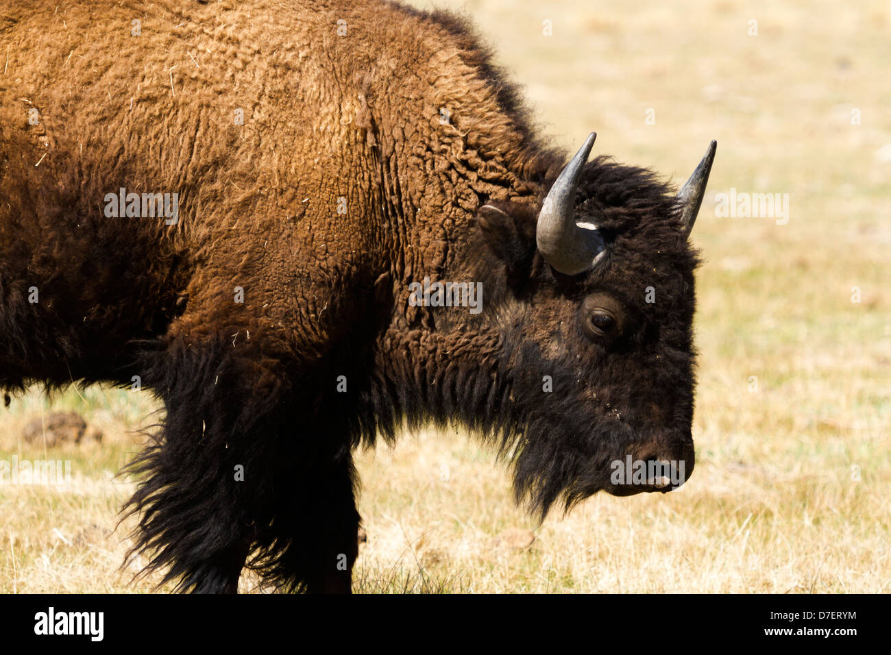 Buffalo peaks ranch hi-res stock photography and images - Alamy