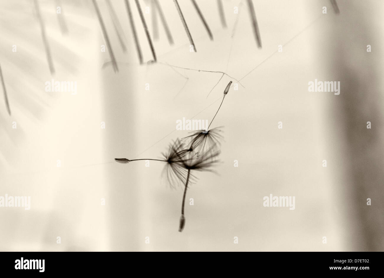 Dandelion seeds art hi-res stock photography and images - Alamy