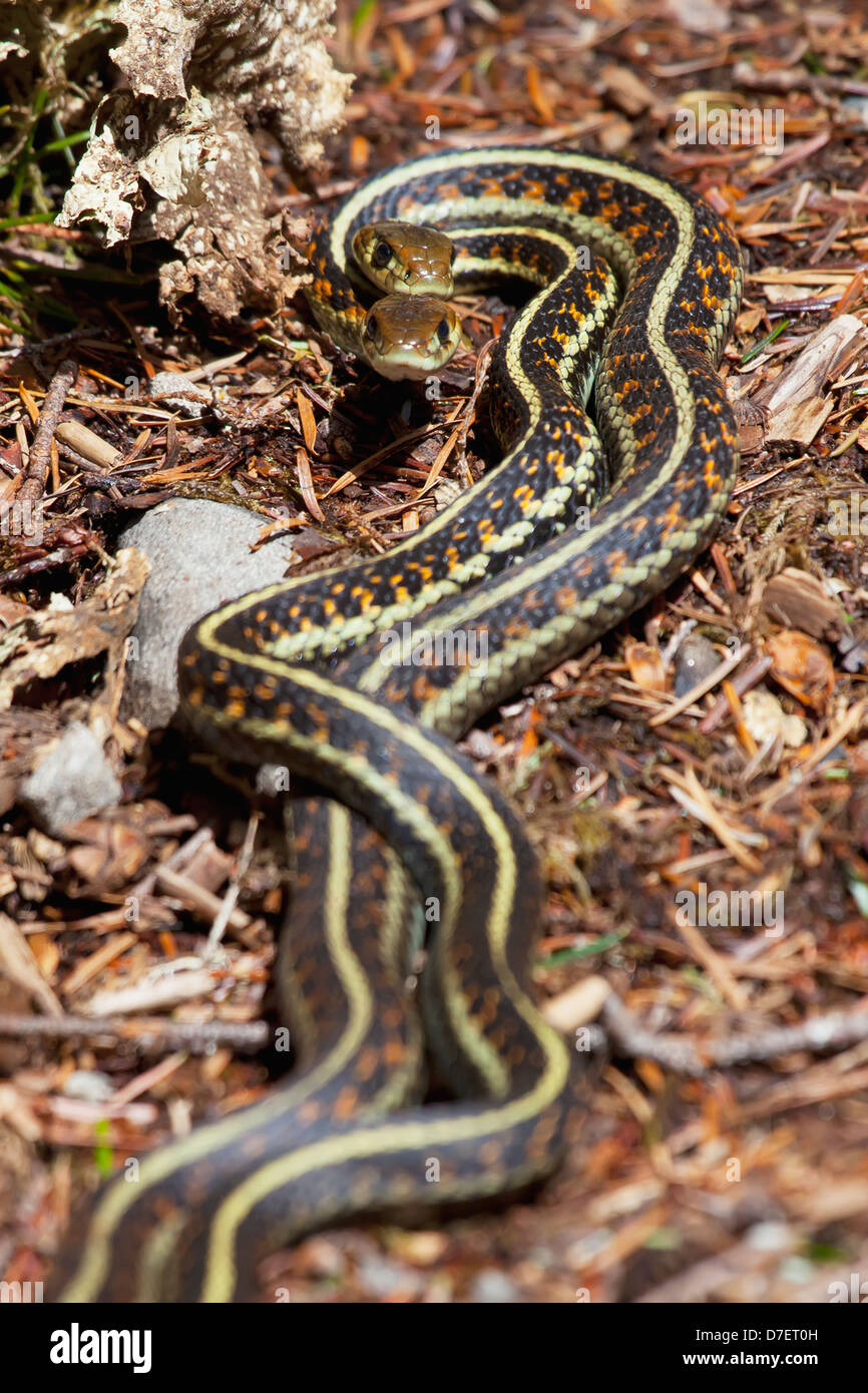 Two Snakes High Resolution Stock Photography and Images - Alamy