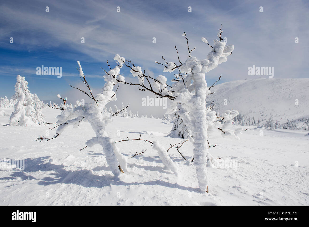 Snow covered tree in a winter landscape, Szklarska Poreba, Poland Stock ...