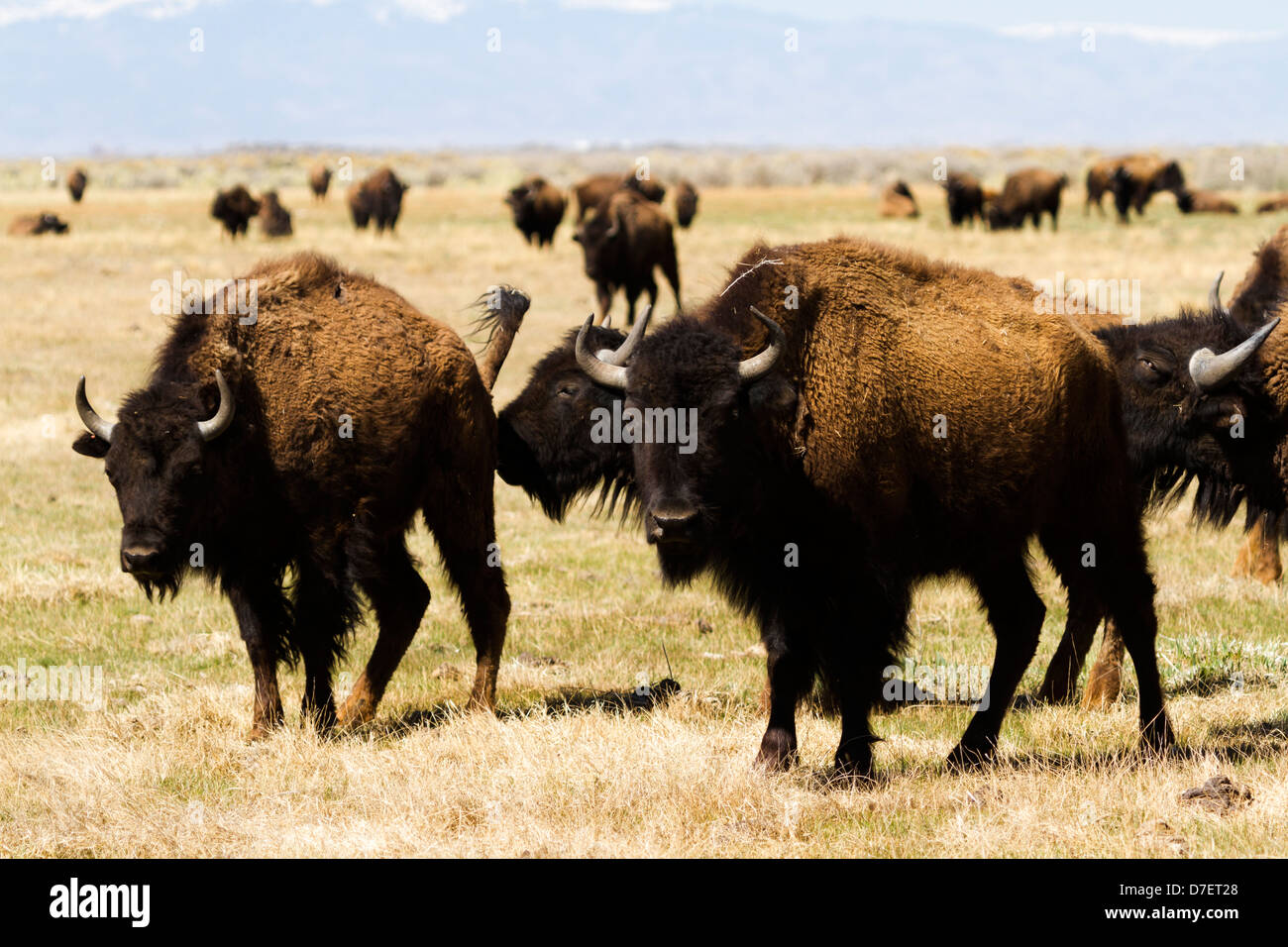 Buffalo ranch on Midwest Stock Photo - Alamy
