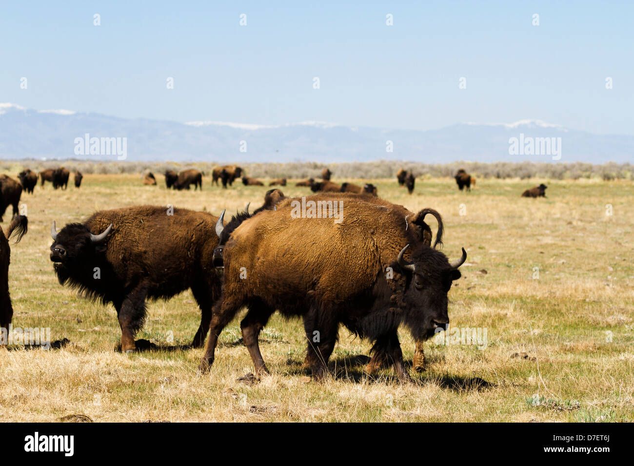 Buffalo ranch on Midwest Stock Photo - Alamy