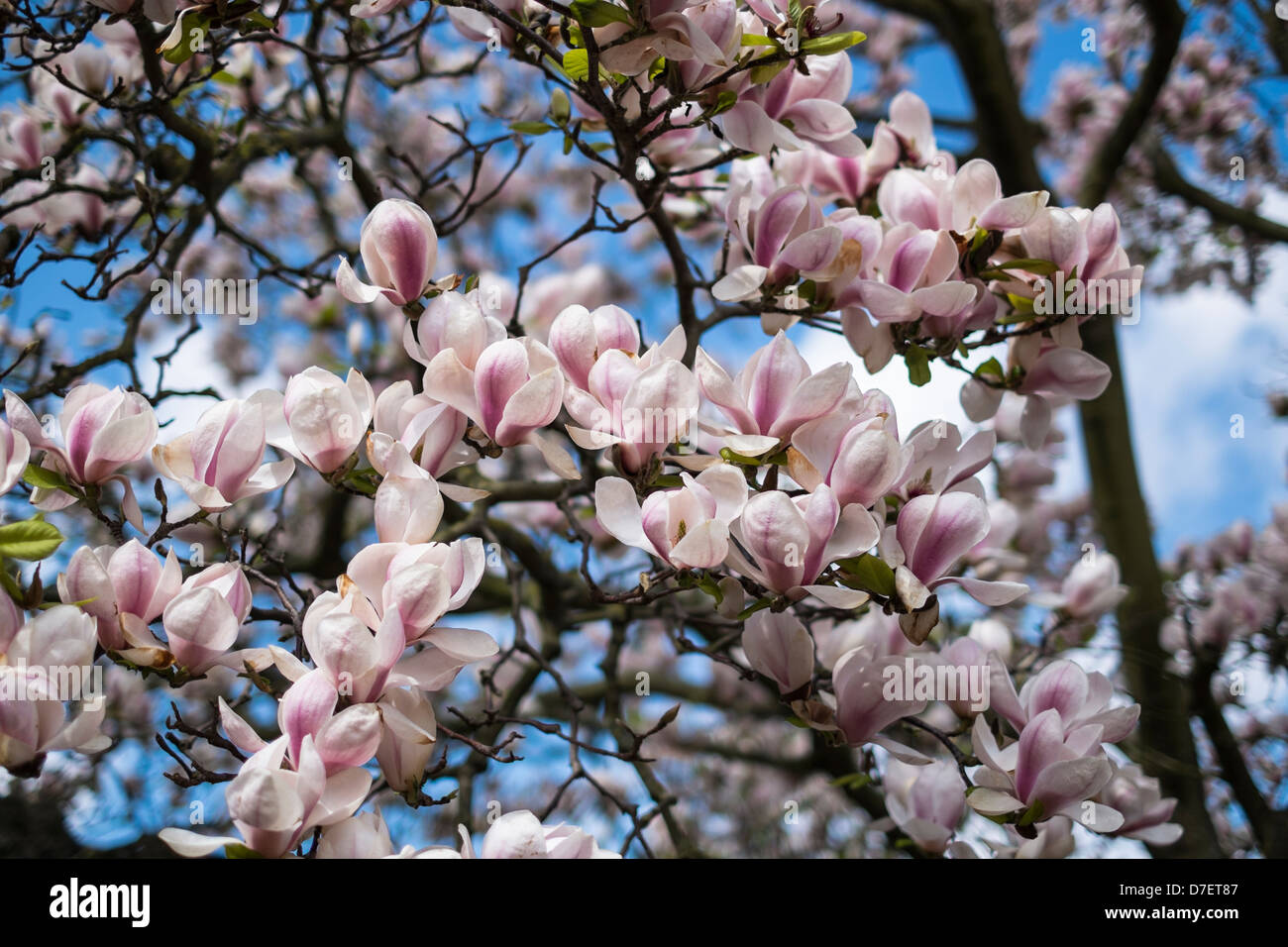 Magnolia in tree hi-res stock photography and images - Alamy