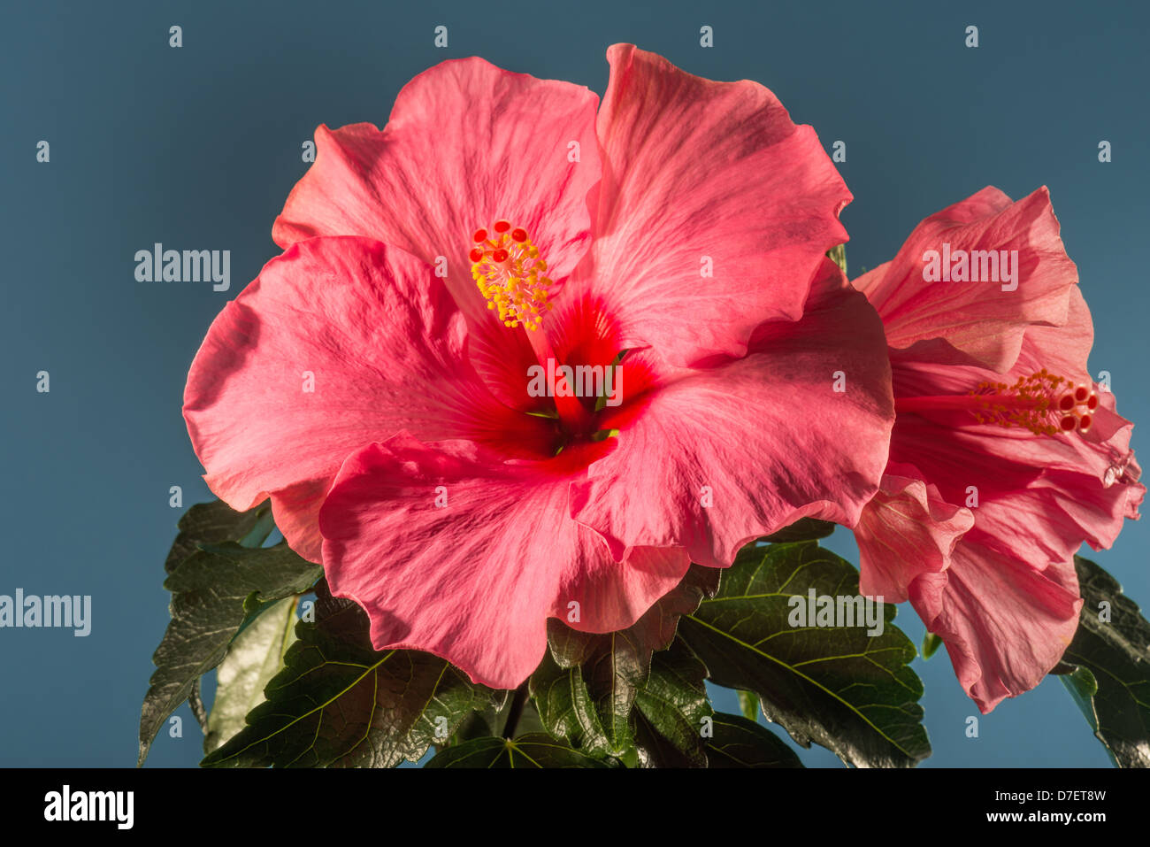 hibiscus flower studio shot rosemallow friered fire red fire-red ...