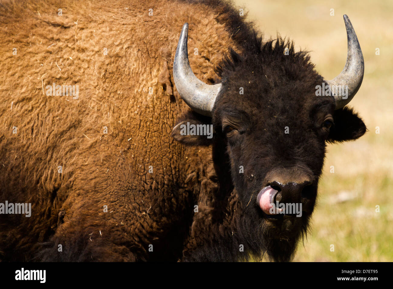 Buffalo ranch on Midwest Stock Photo - Alamy
