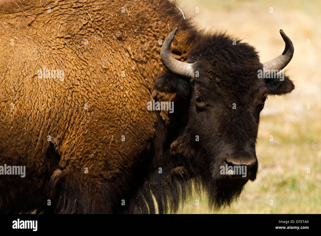 Buffalo ranch on Midwest Stock Photo - Alamy