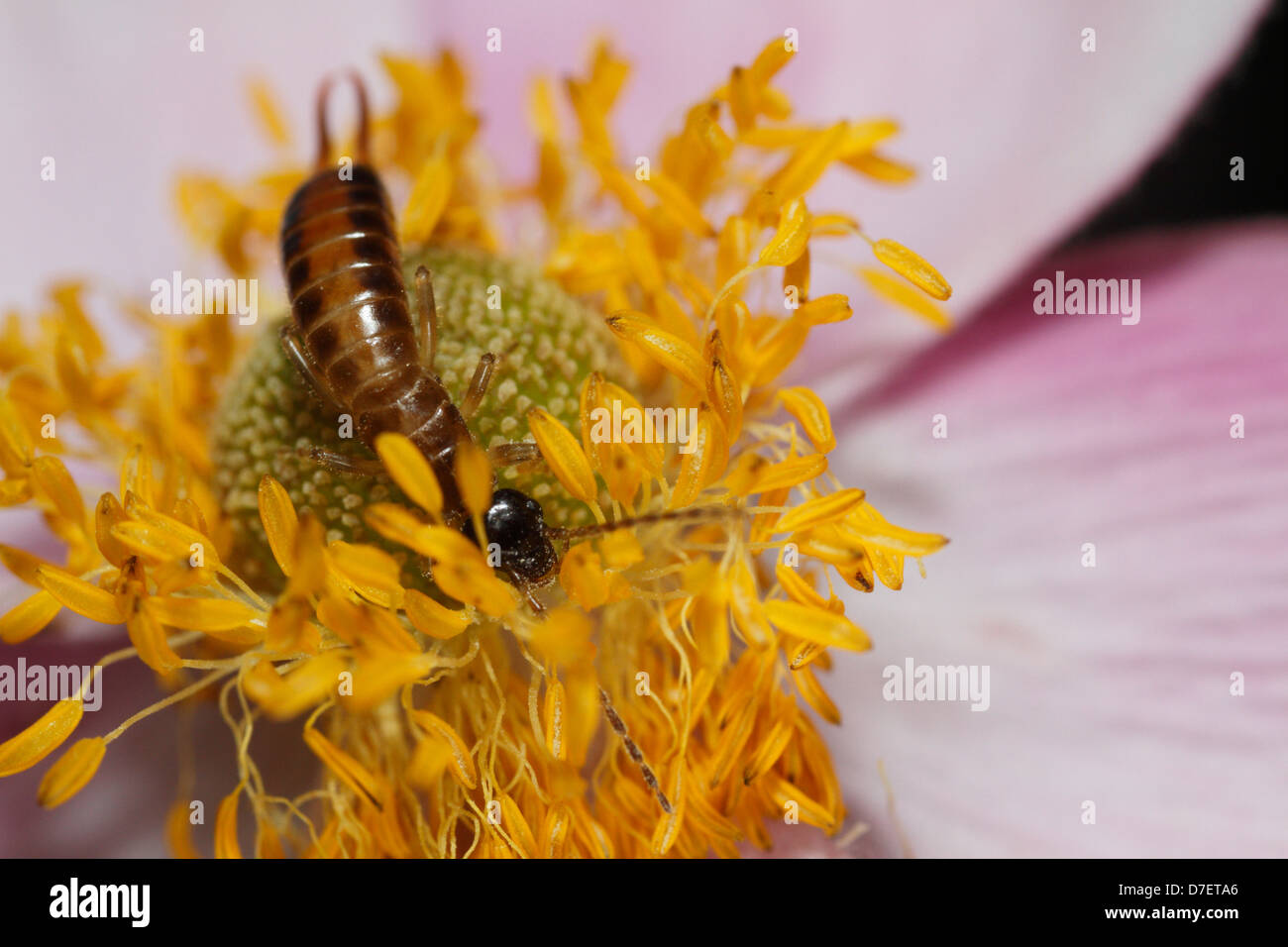 Common earwig, Forficula auricularia, feeding on pollen inside an ...