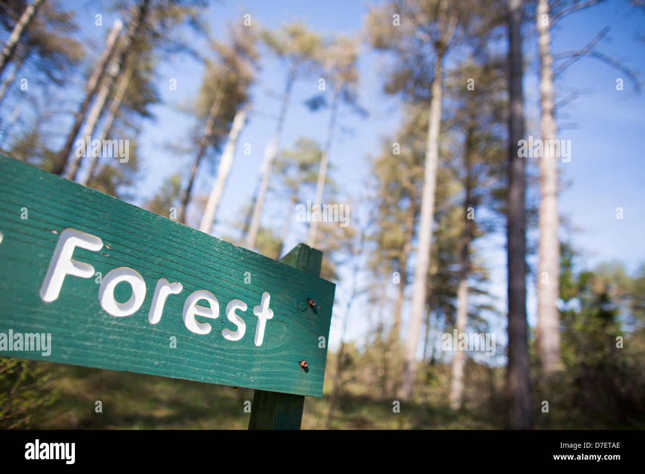 Green painted wooden sign for Pembrey Forest with trees in the ...