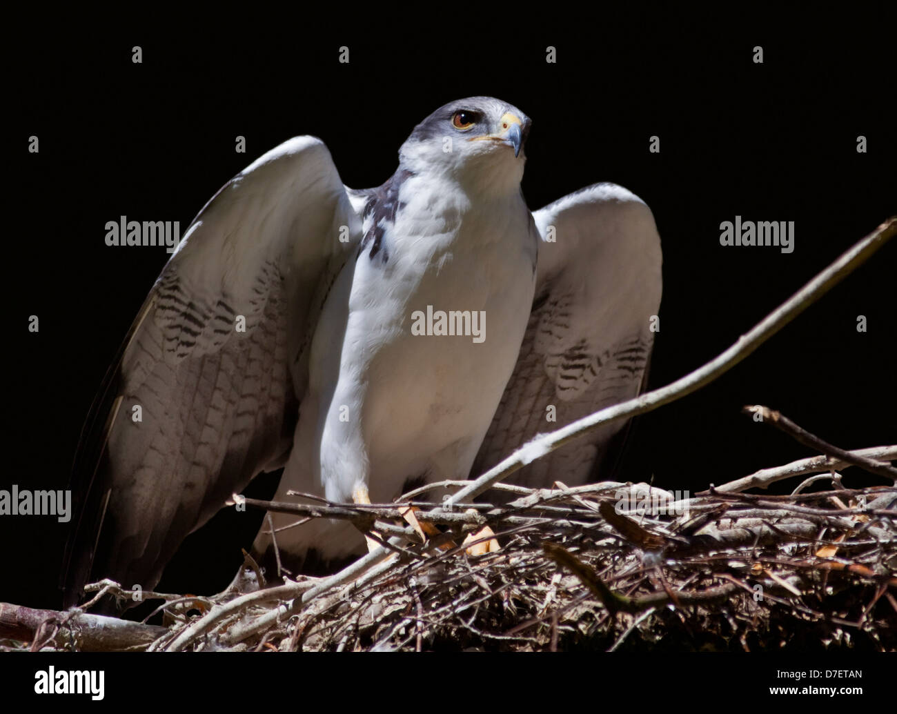 Red Tailed Hawk / Variable Hawk (buteo polyosoma) on Nest Stock Photo ...
