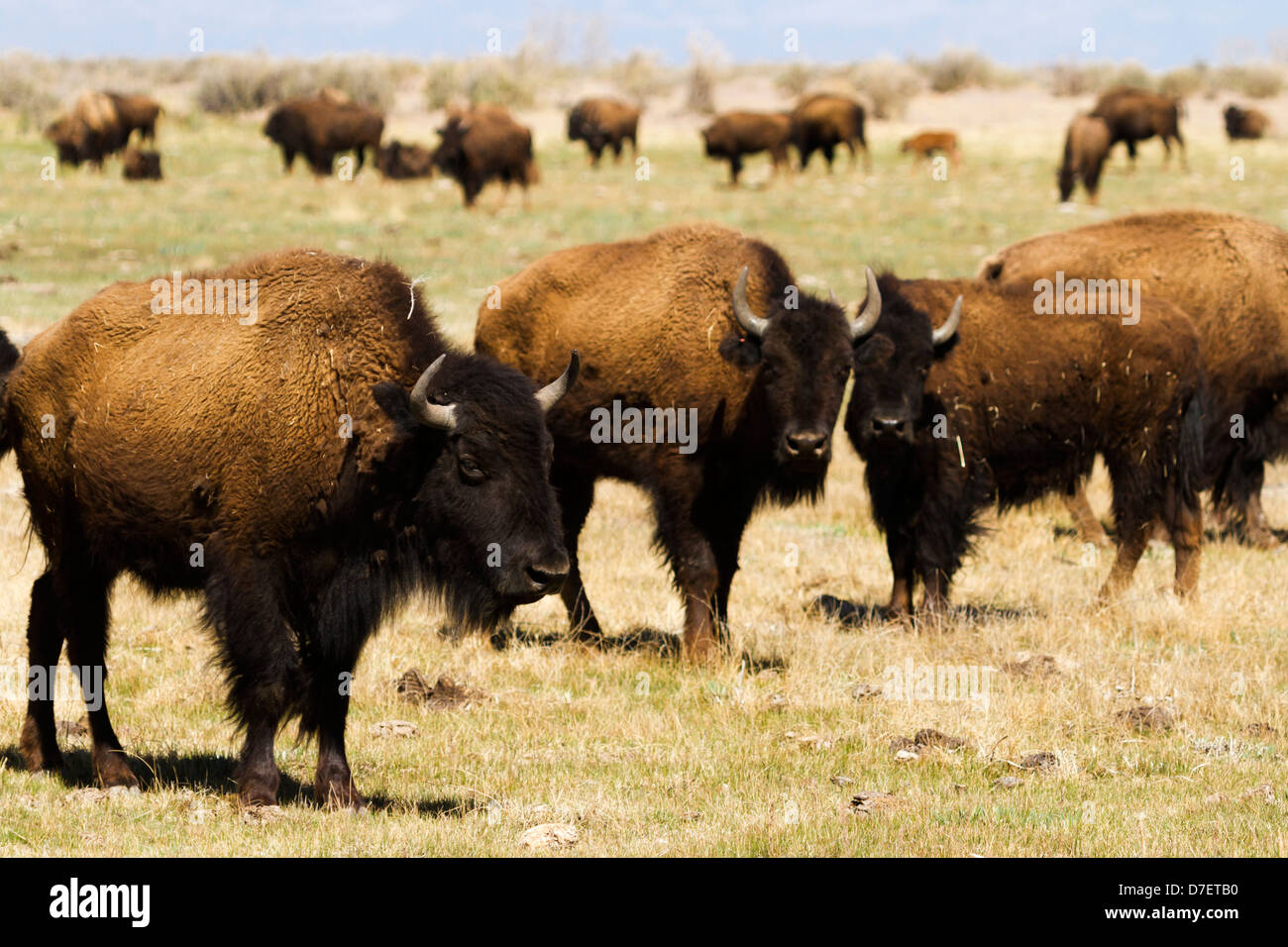 Buffalo peaks ranch colorado hi-res stock photography and images - Alamy