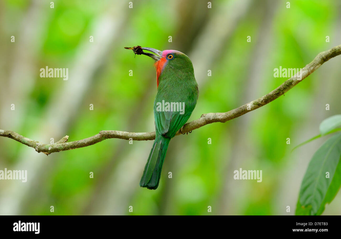 Red bearded bee eater hi-res stock photography and images - Alamy