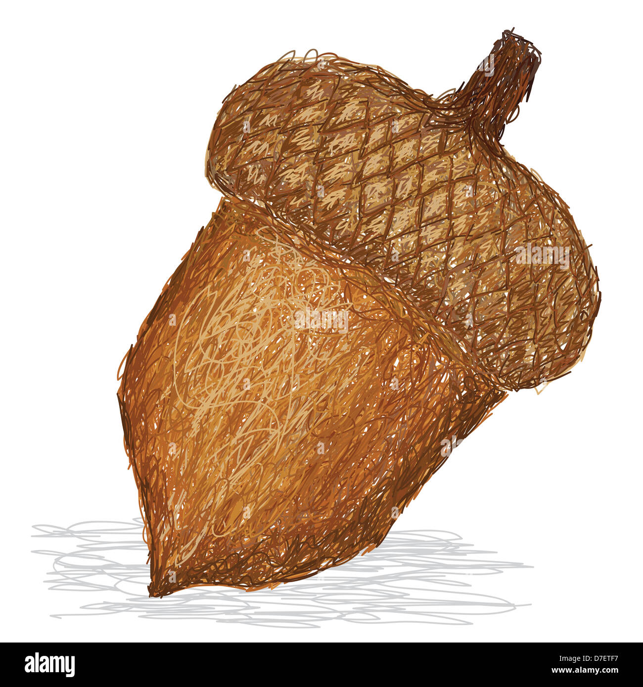 closeup illustration of acorn nut Stock Photo - Alamy