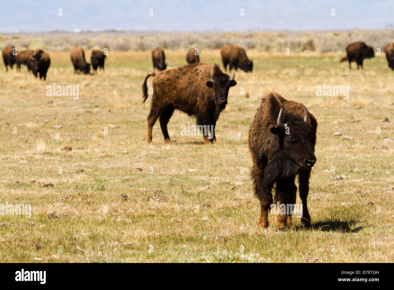 Buffalo peaks ranch colorado hi-res stock photography and images - Alamy