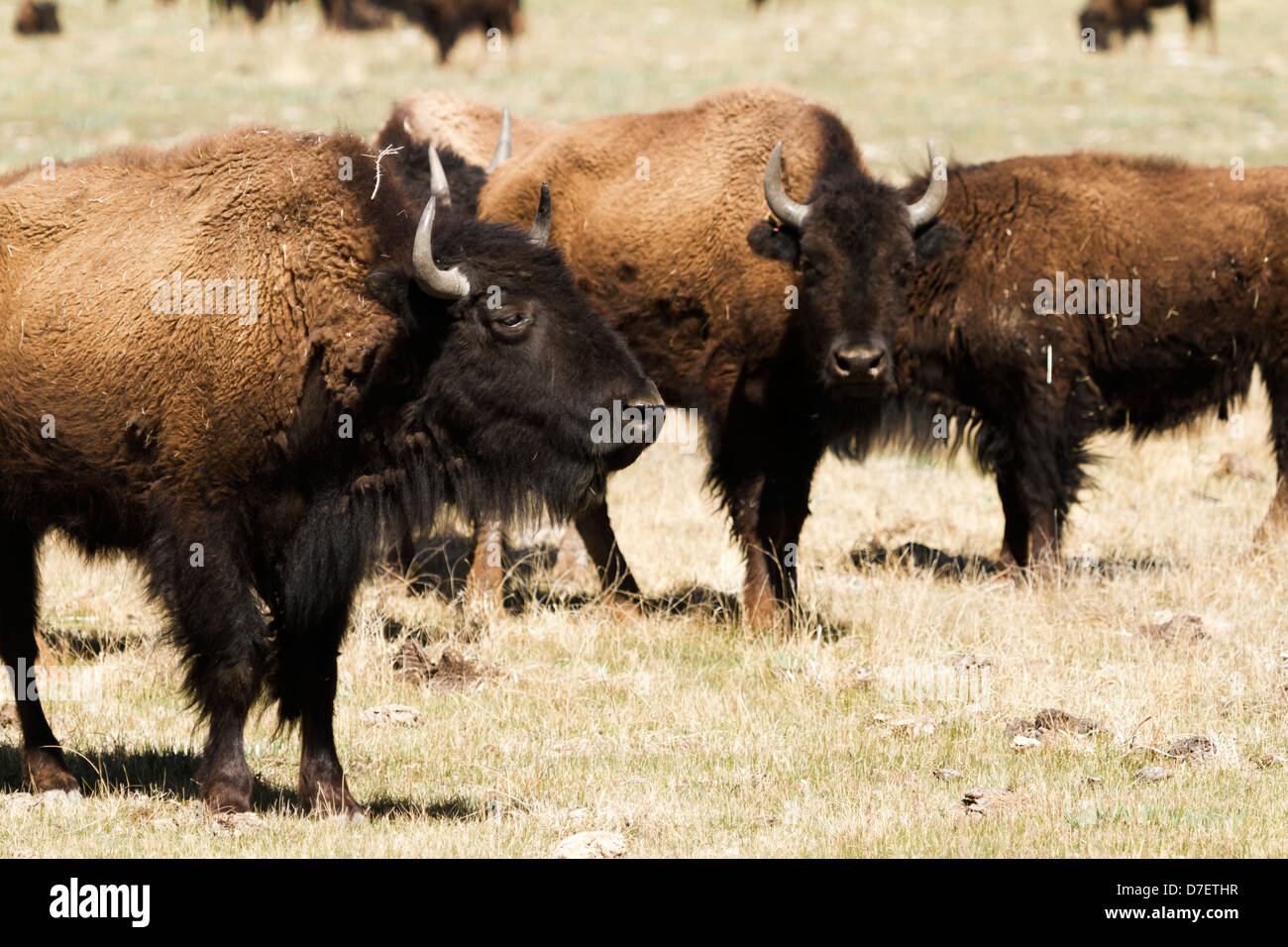 Buffalo peaks ranch colorado hi-res stock photography and images - Alamy