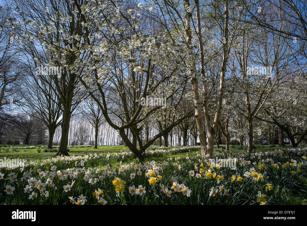 Spring daffodils trees hi-res stock photography and images - Alamy