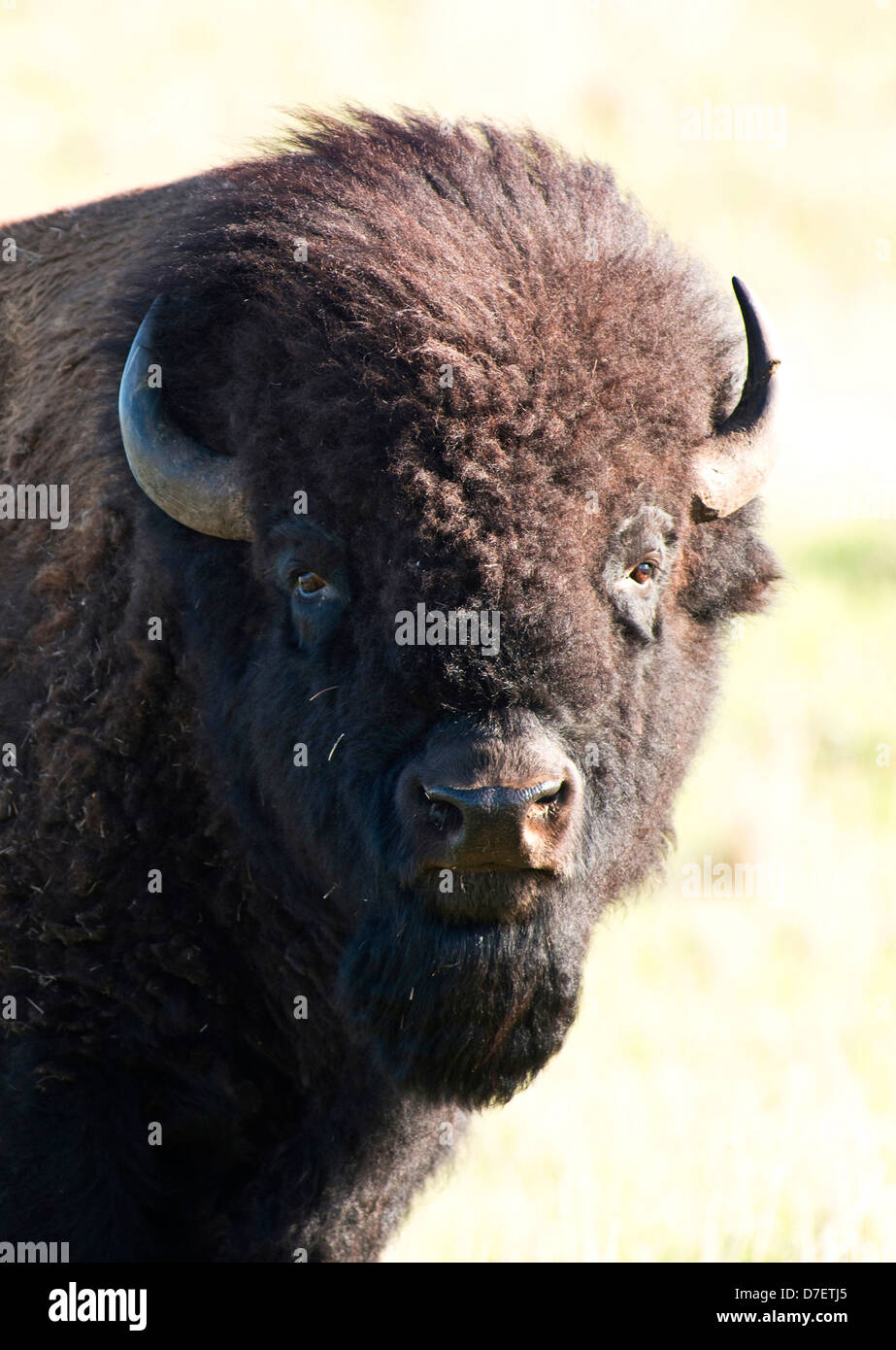 American buffalo on the Plains of Oklahoma, USA Stock Photo - Alamy