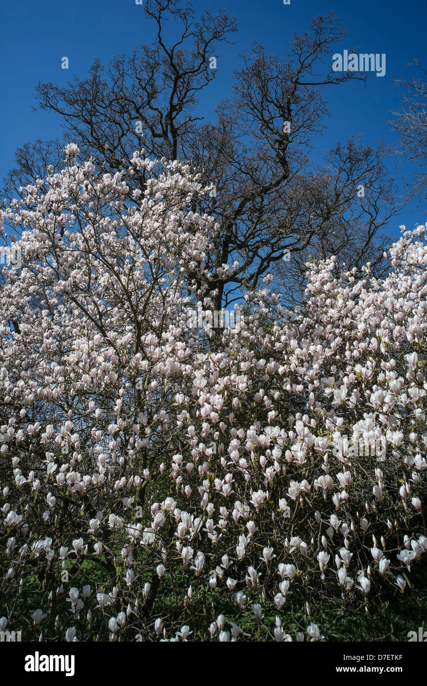 Magnolia tree in bloom hi-res stock photography and images - Alamy