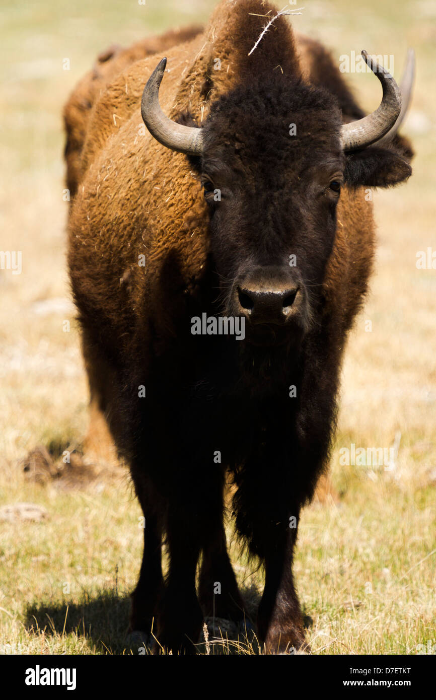 Buffalo ranch on Midwest Stock Photo - Alamy