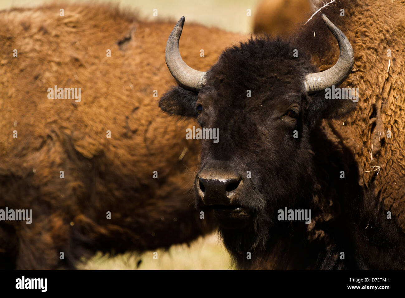 Buffalo ranch on Midwest Stock Photo - Alamy