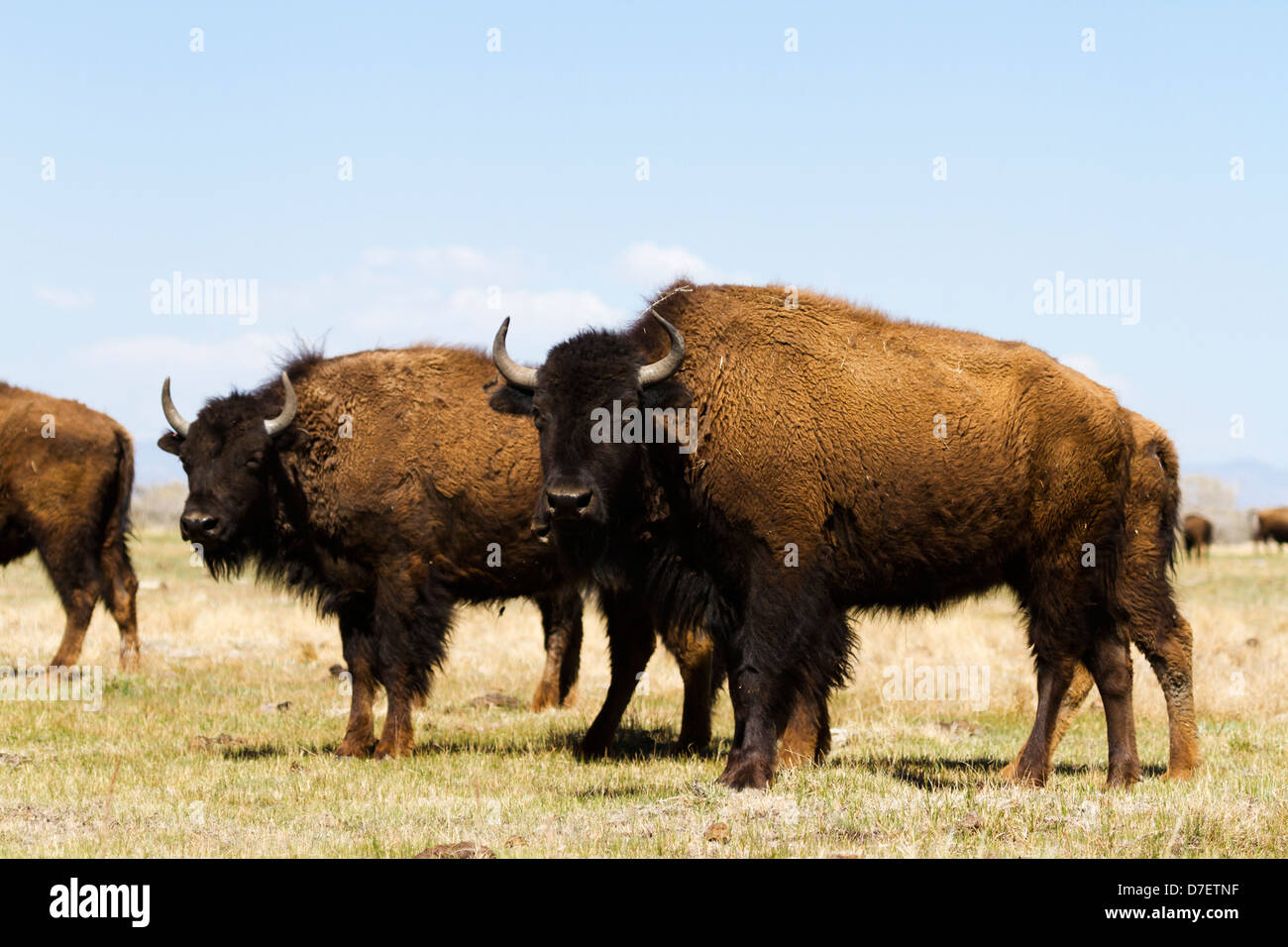 Buffalo peaks ranch colorado hi-res stock photography and images - Alamy