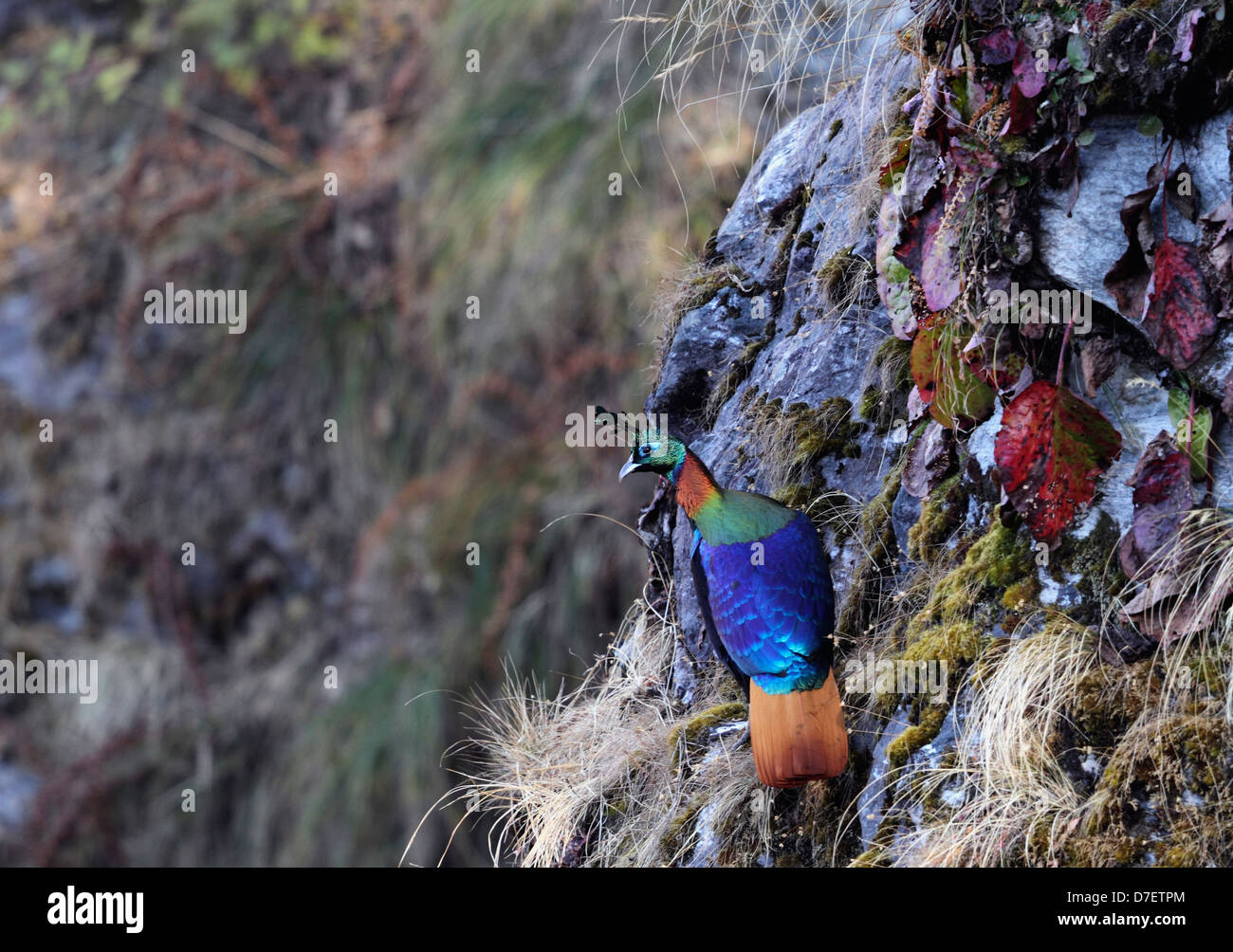 Battle of Colors. Himalayan Monal Pheasant in its habitat on the way to ...
