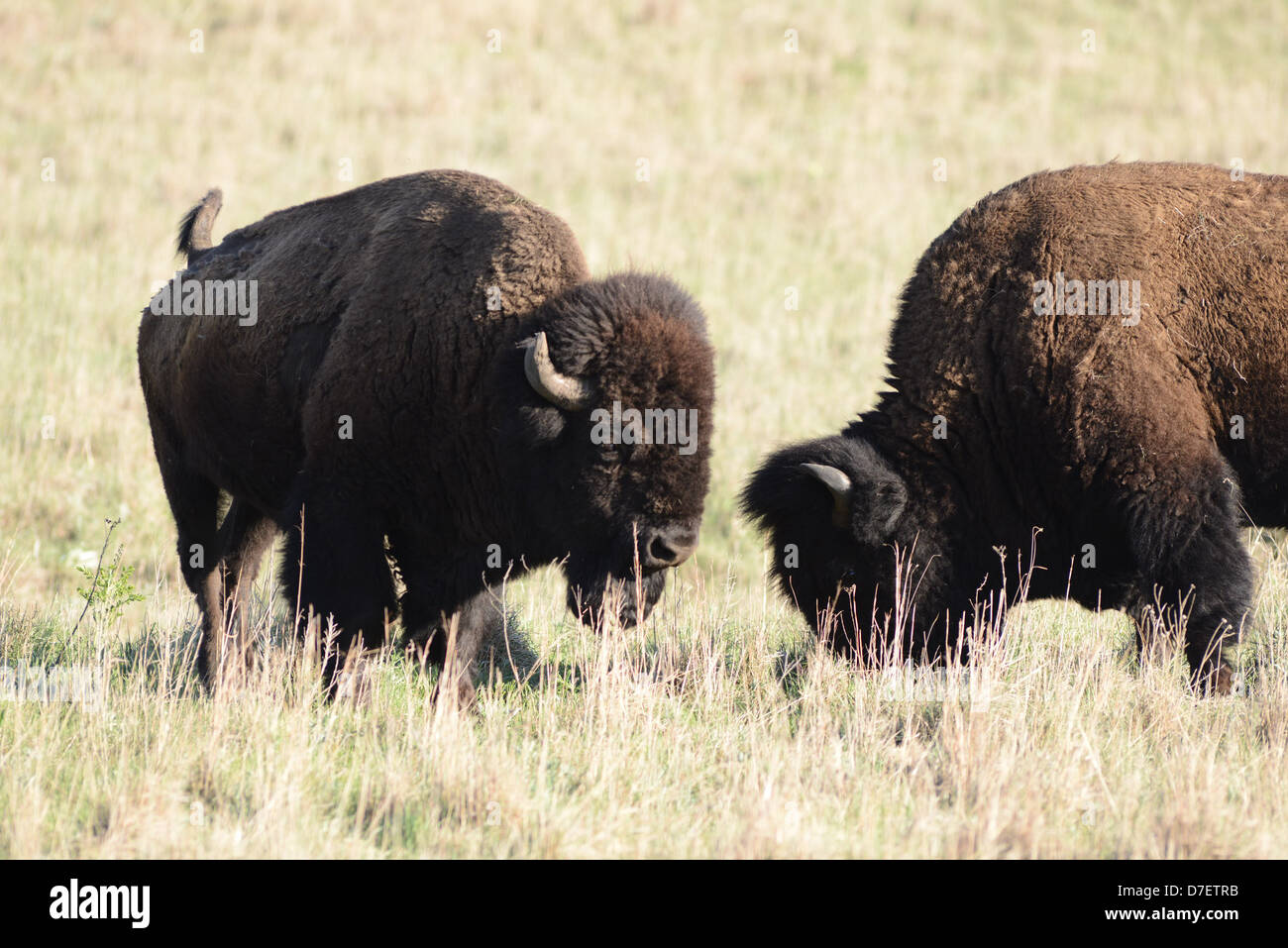 American Buffalo Fighting Stock Photo - Alamy
