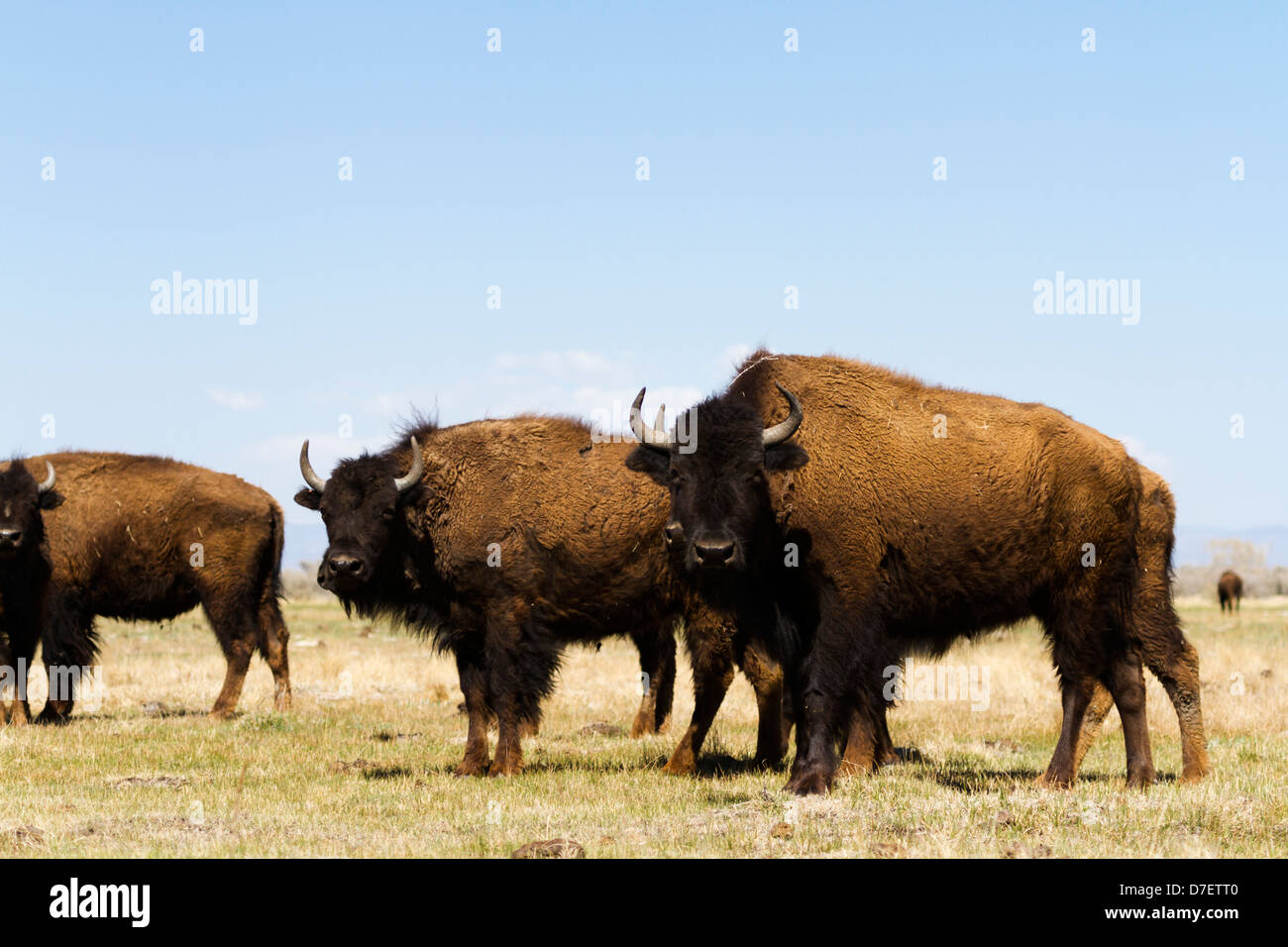 Buffalo ranch on Midwest Stock Photo - Alamy