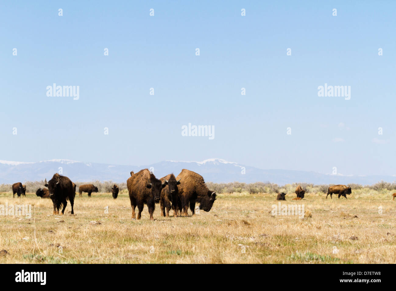 Buffalo peaks ranch colorado hi-res stock photography and images - Alamy