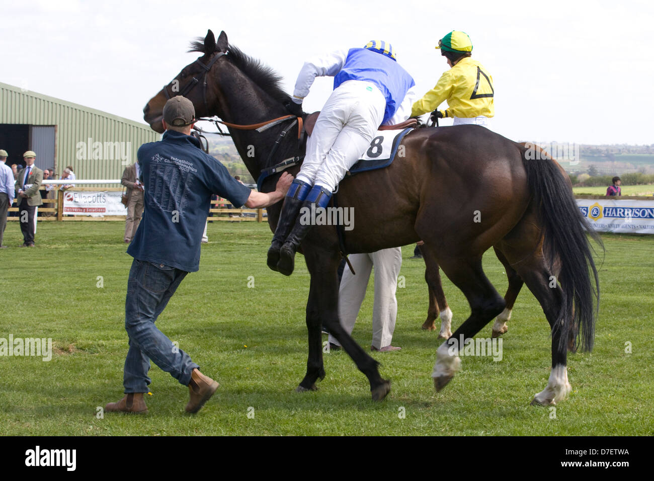 Jockey mounting a race horse at a point to point Stock Photo - Alamy