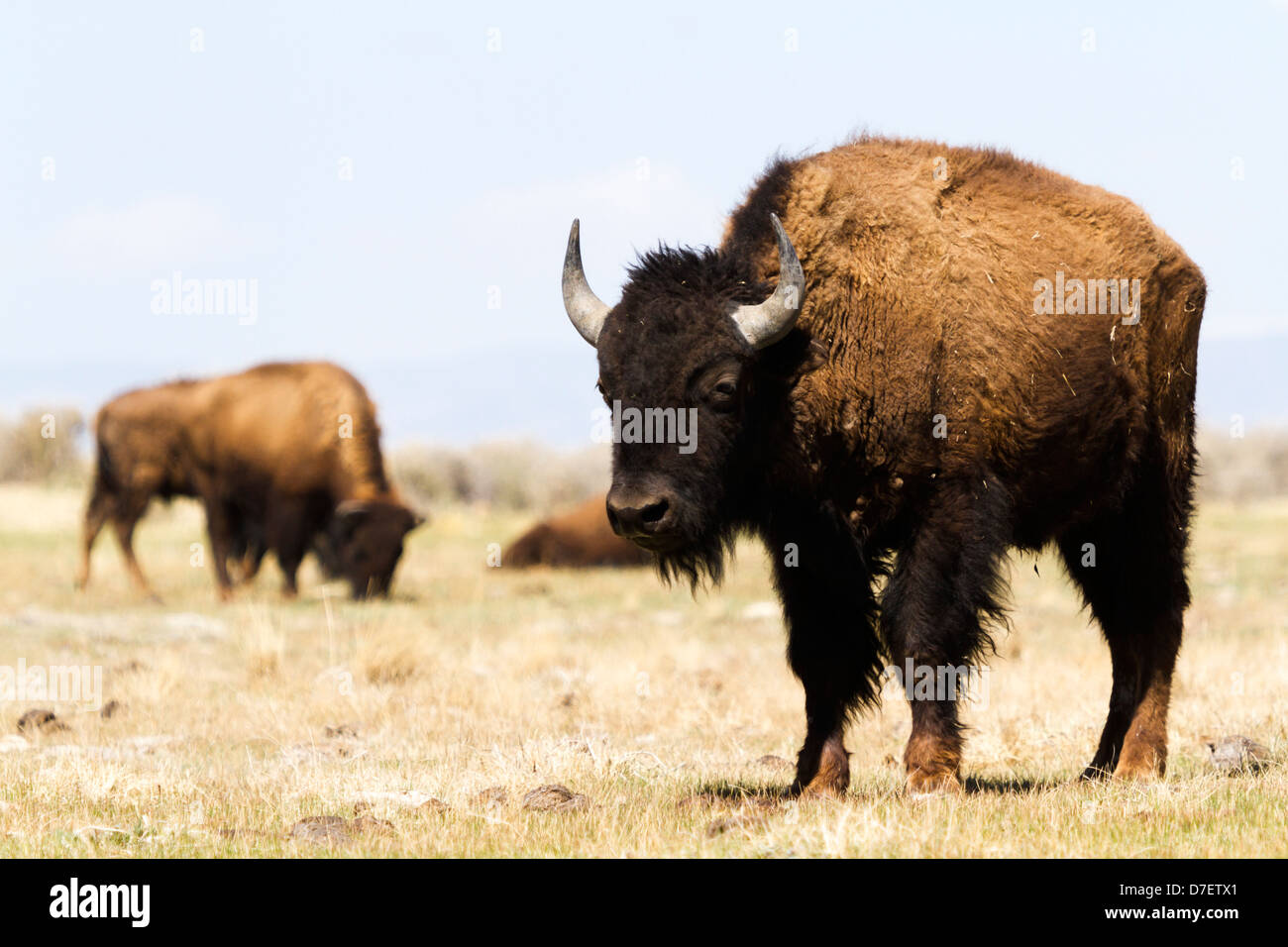 Buffalo peaks ranch colorado hi-res stock photography and images - Alamy