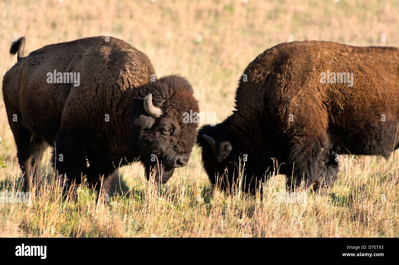 Buffalo hunt america hi-res stock photography and images - Alamy