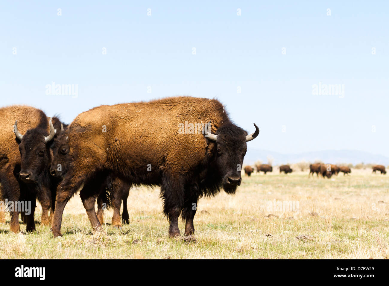Buffalo ranch on Midwest Stock Photo - Alamy
