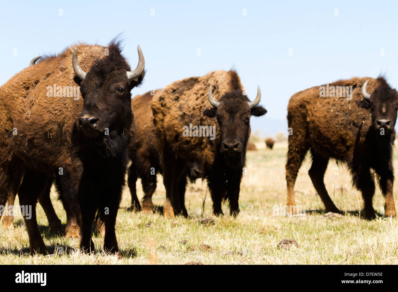Buffalo ranch on Midwest Stock Photo - Alamy