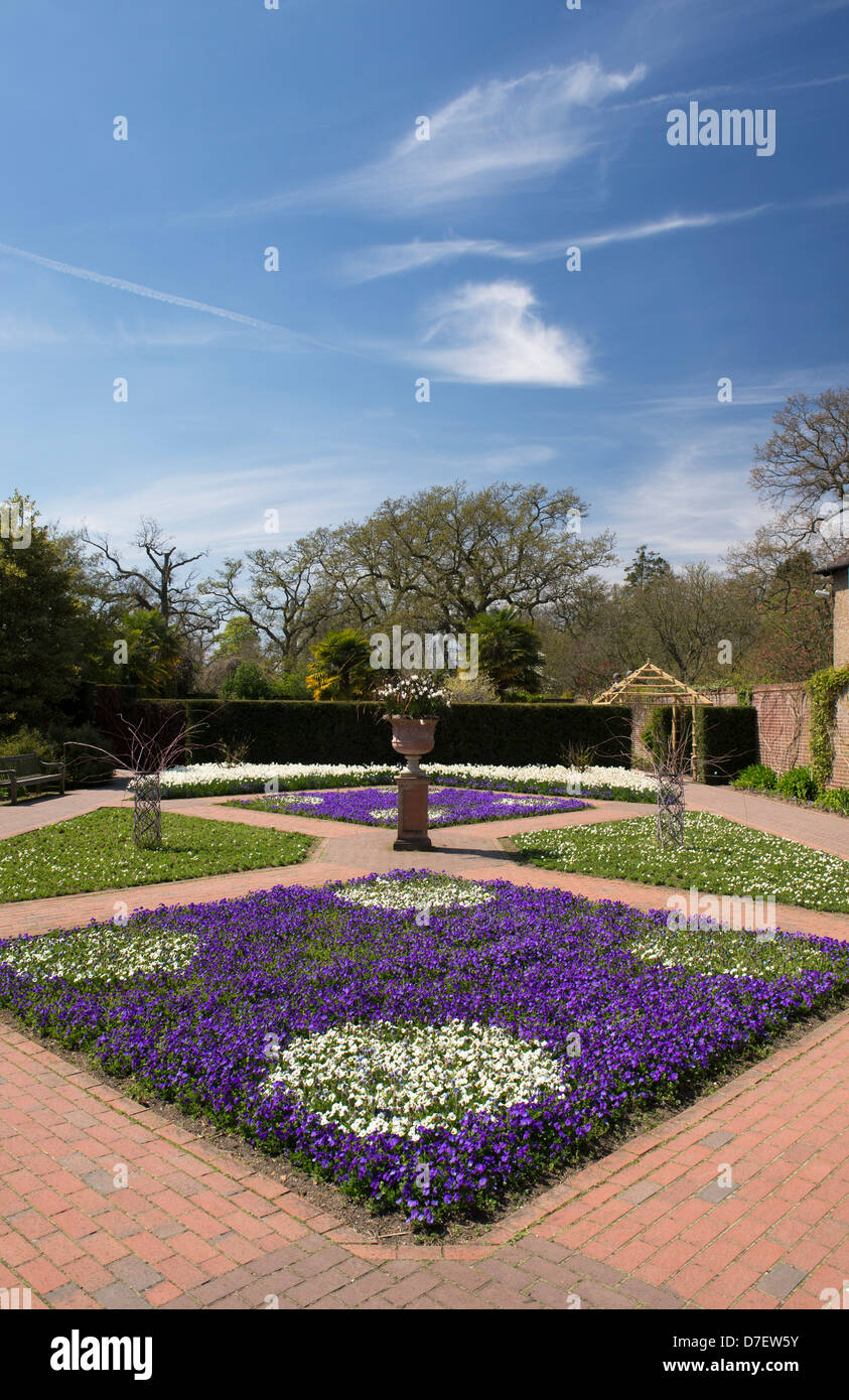 Pansies and Violets at RHS Wisley Gardens. Surrey, England Stock Photo ...