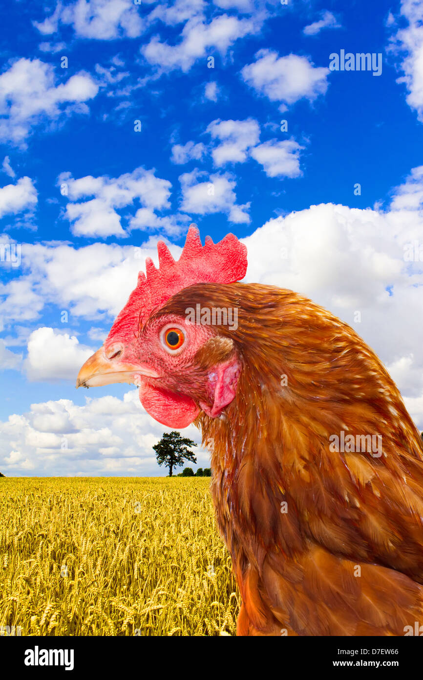 rhode island red chicken in a corn field with a bright blue sky Stock ...