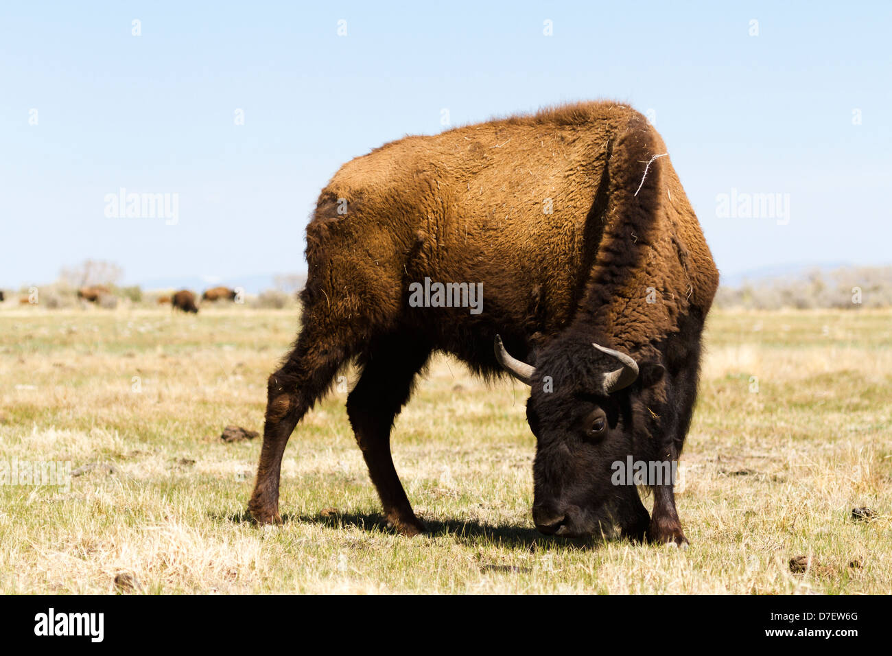 Buffalo ranch on Midwest Stock Photo - Alamy