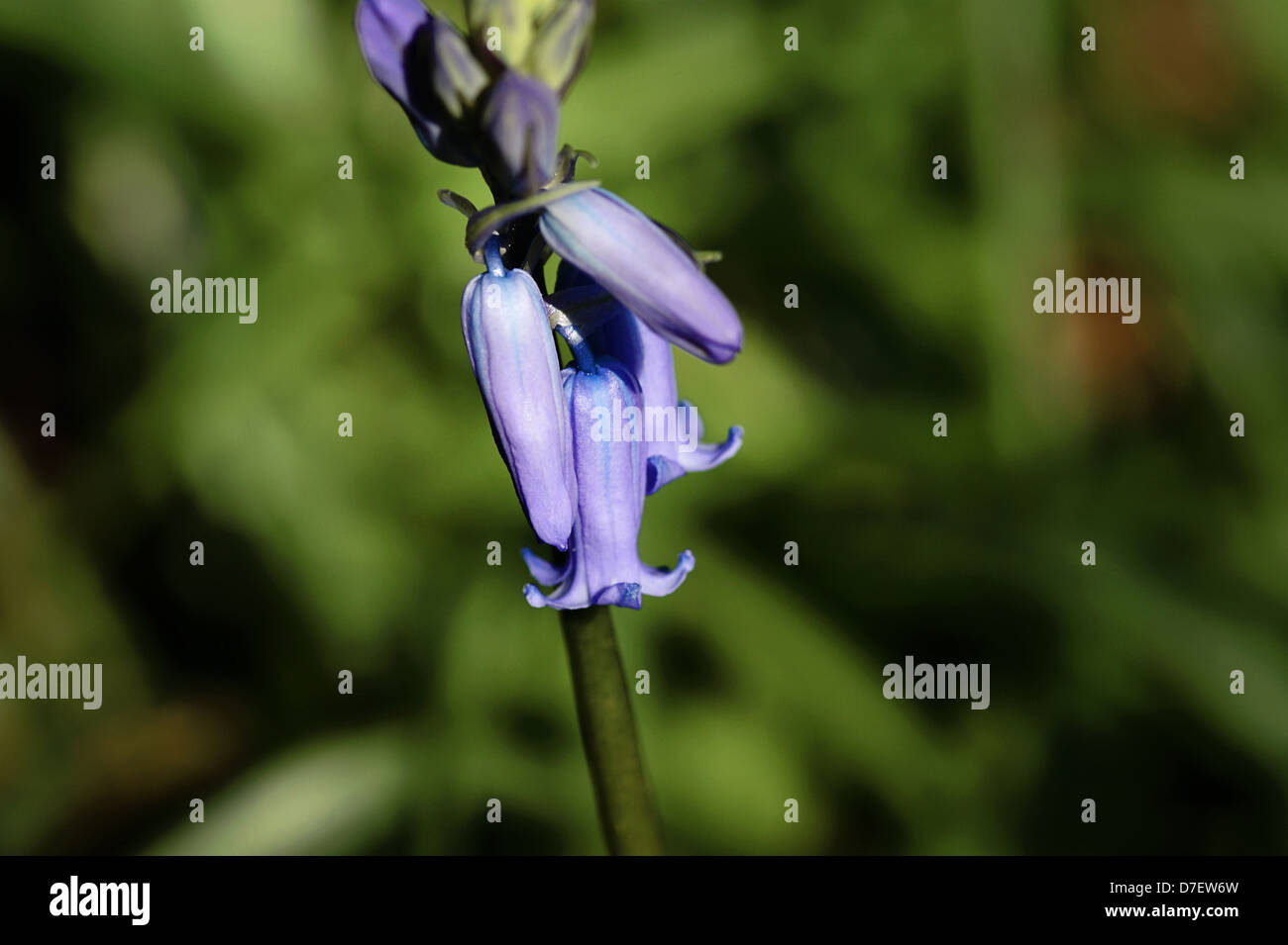 Spring flora and fauna hi-res stock photography and images - Alamy