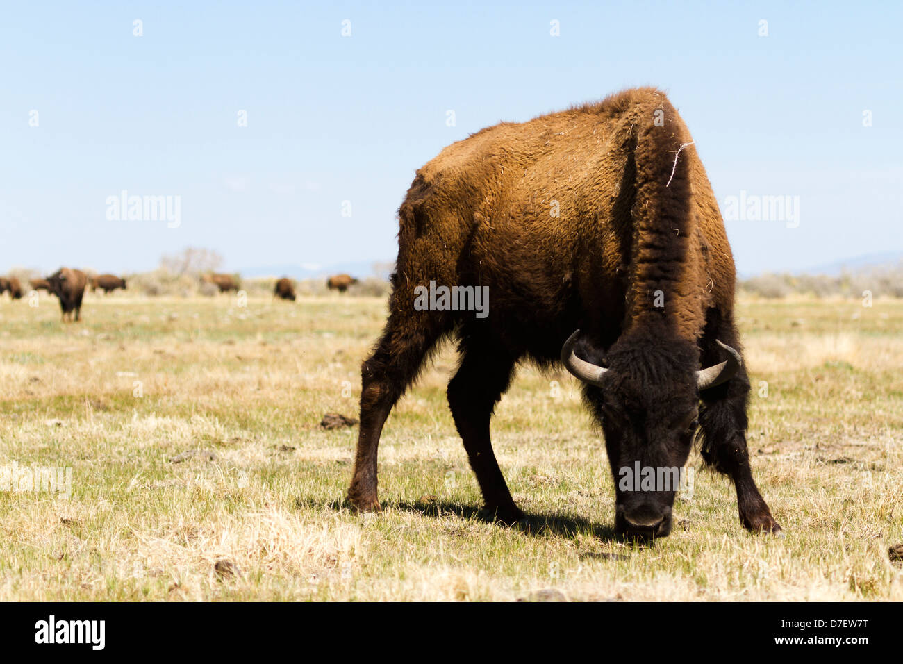 Buffalo ranch on Midwest Stock Photo - Alamy