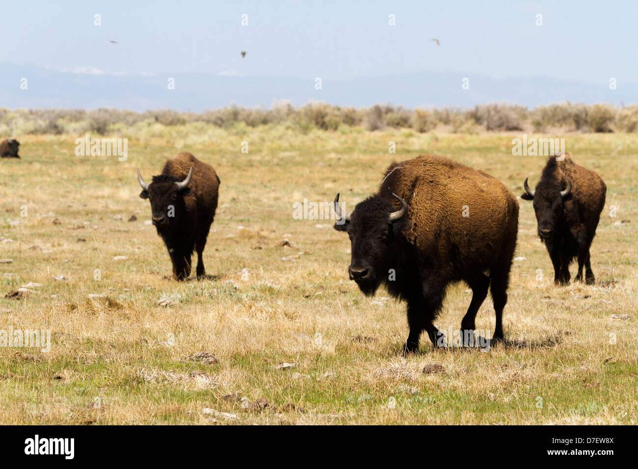 Buffalo peaks ranch colorado hi-res stock photography and images - Alamy