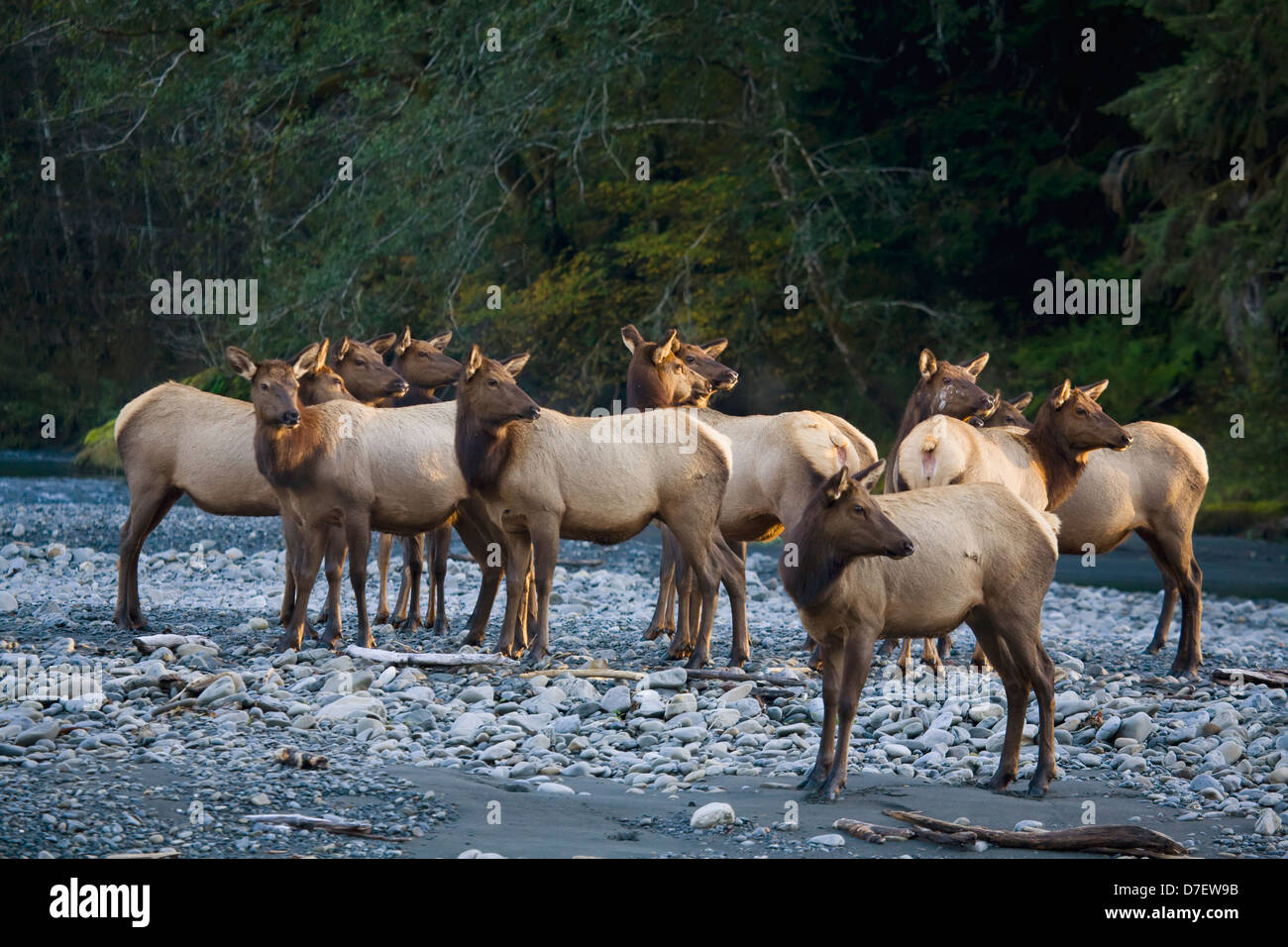 Cow elk hi-res stock photography and images - Alamy