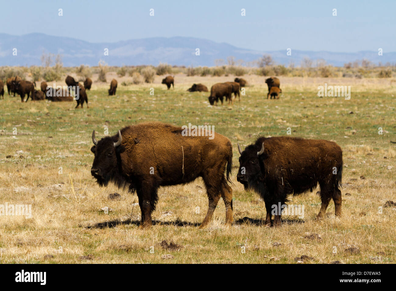 Buffalo peaks ranch colorado hi-res stock photography and images - Alamy
