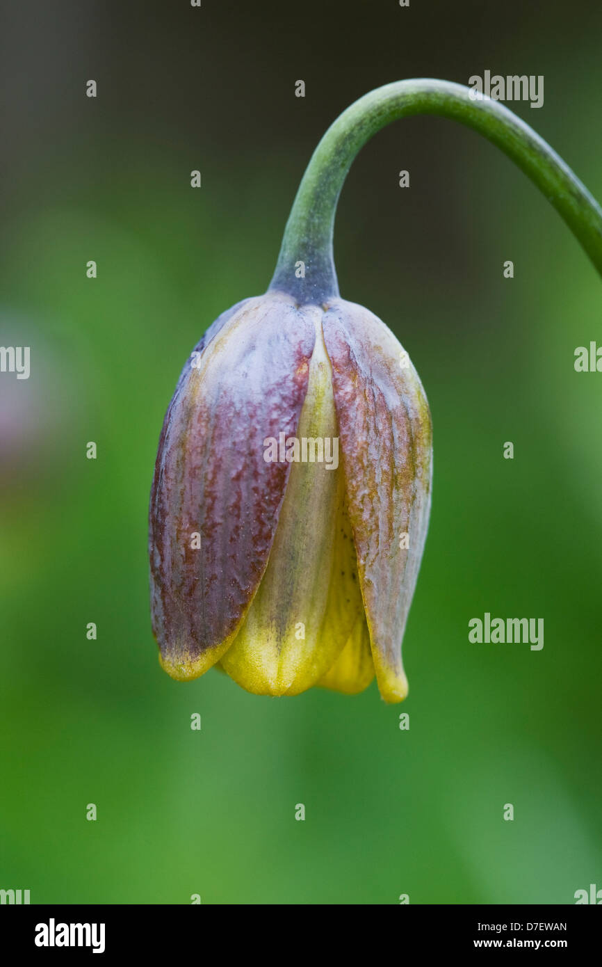 Fritillaria uva-vulpis growing in an English garden Stock Photo - Alamy
