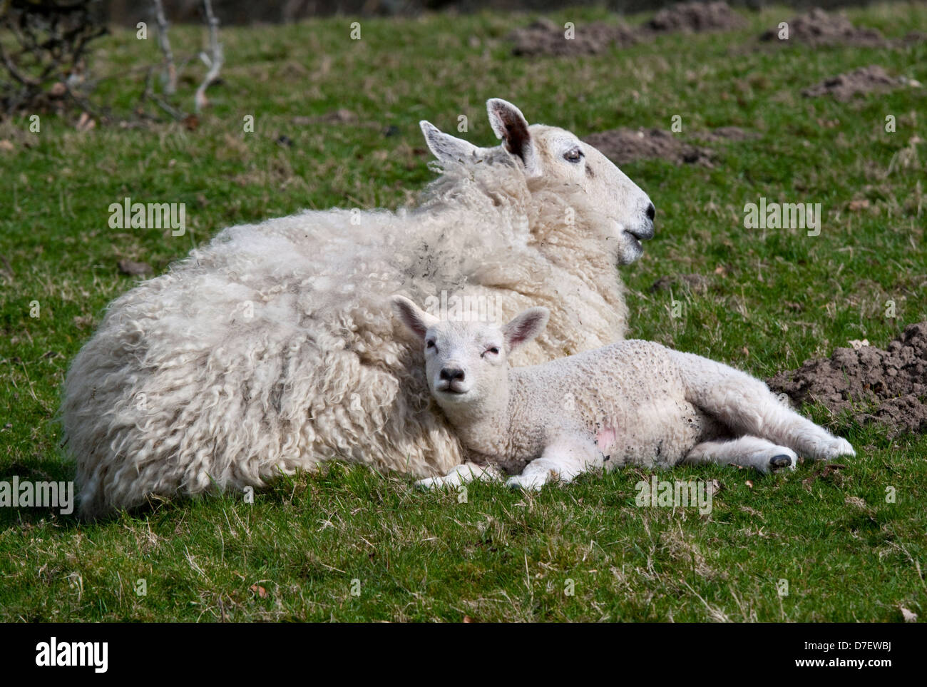 Sheep lamb mother two animals hi-res stock photography and images - Alamy