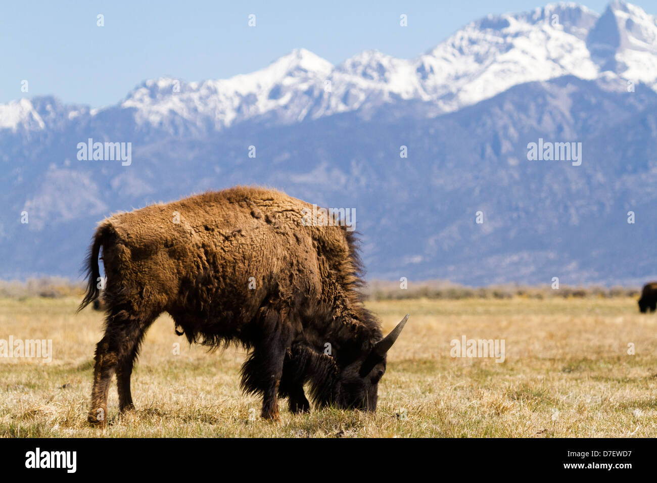 Buffalo peaks ranch colorado hi-res stock photography and images - Alamy