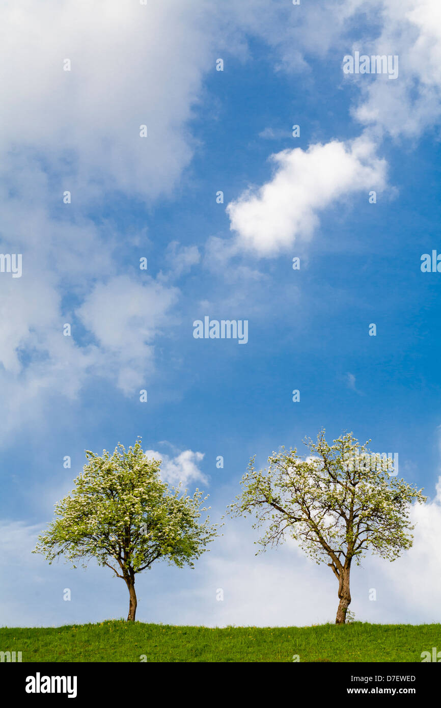 Trees fruits hi-res stock photography and images - Alamy