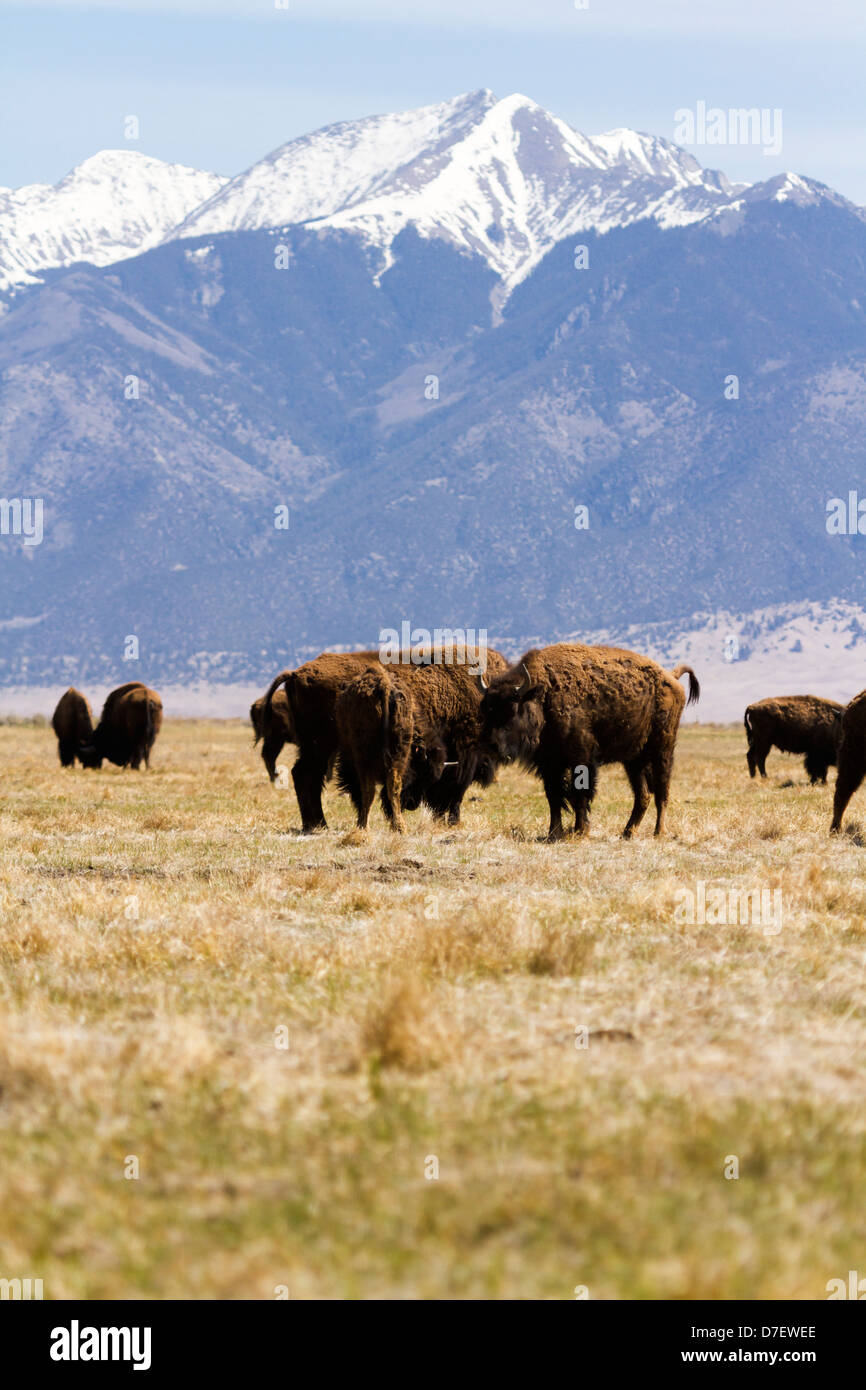 Buffalo peaks ranch colorado hi-res stock photography and images - Alamy