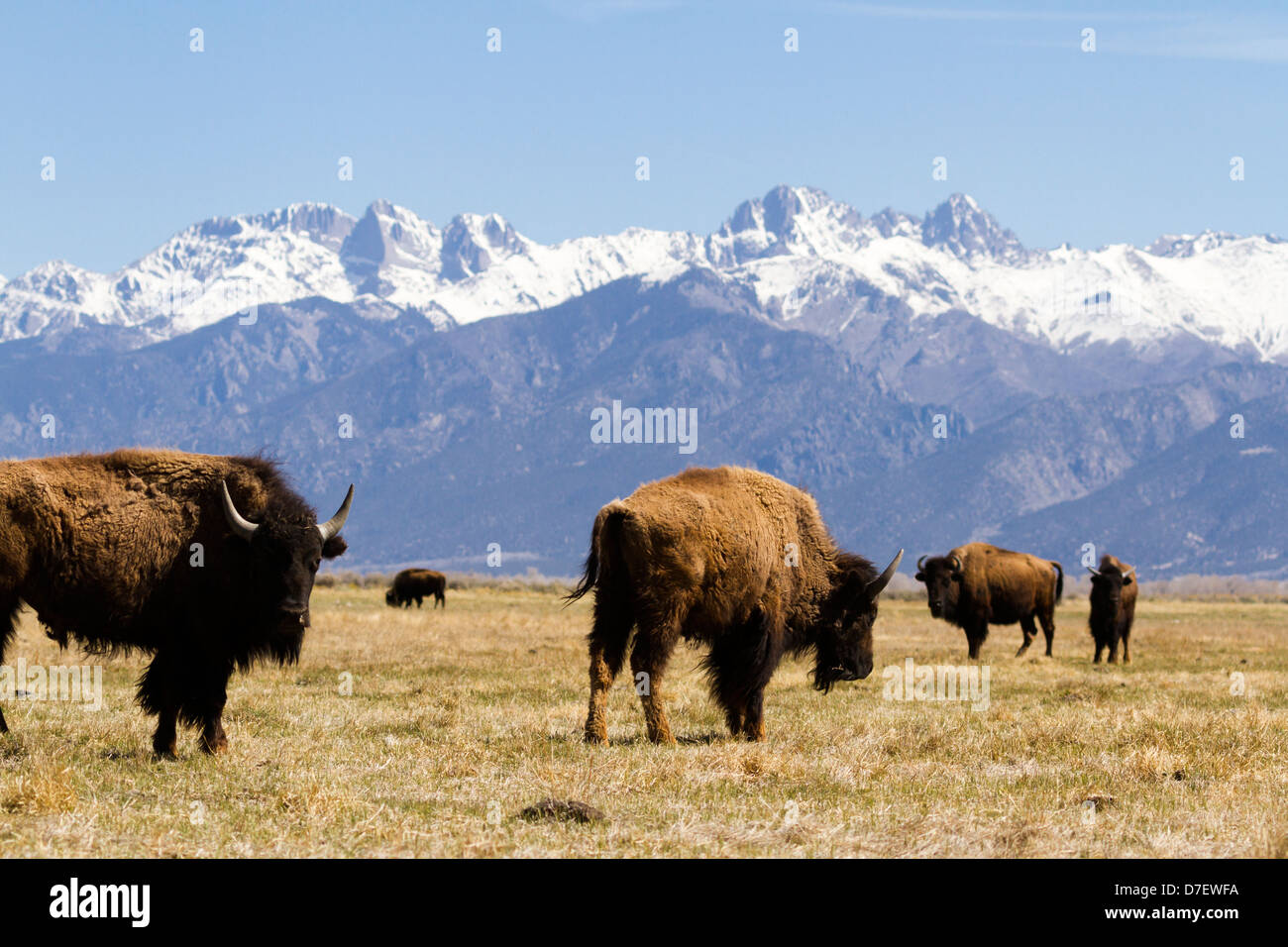 Buffalo peaks ranch colorado hi-res stock photography and images - Alamy