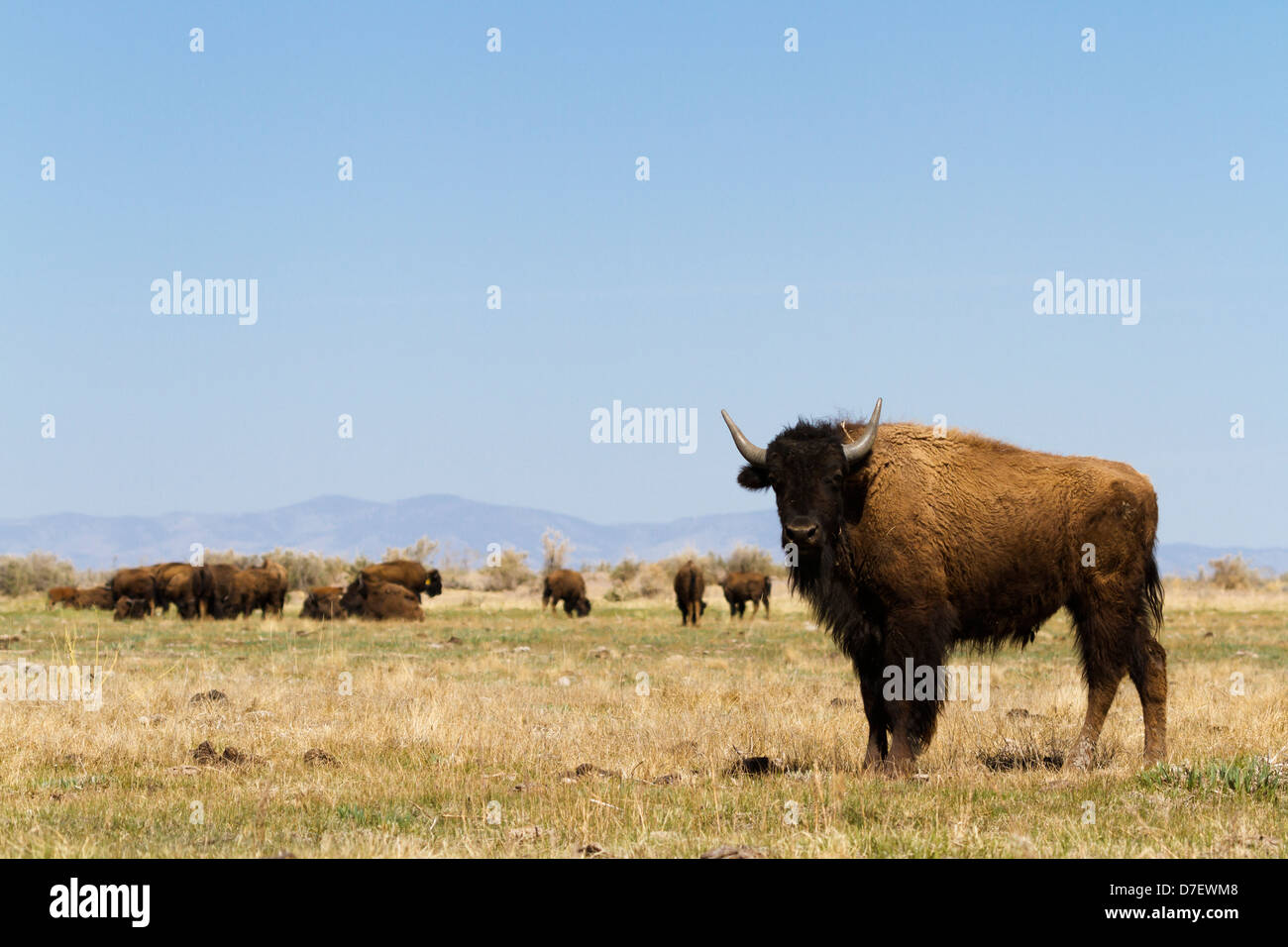 Buffalo ranch on Midwest Stock Photo - Alamy